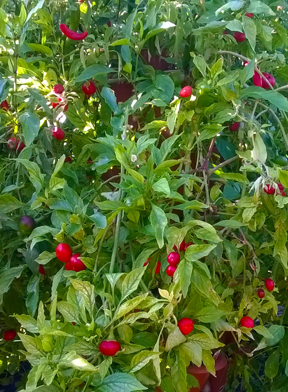 Midsummer Night Meadows » High Density Vertical Growth (HDVG) Garden